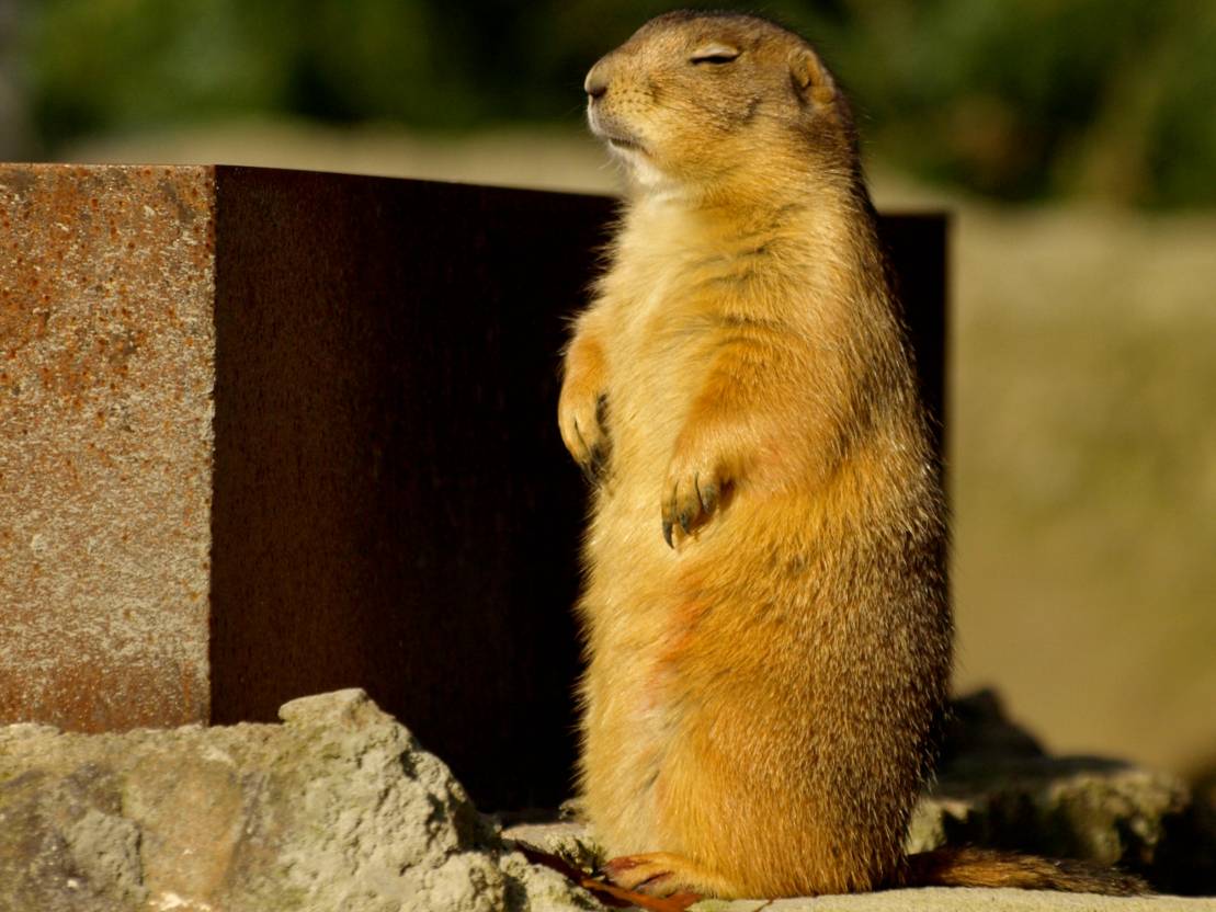 Open-Air-Kino im Zoo | Open-Air-Kino in der Region Hannover | Hannover.de | Facetten | 01 DATA ...