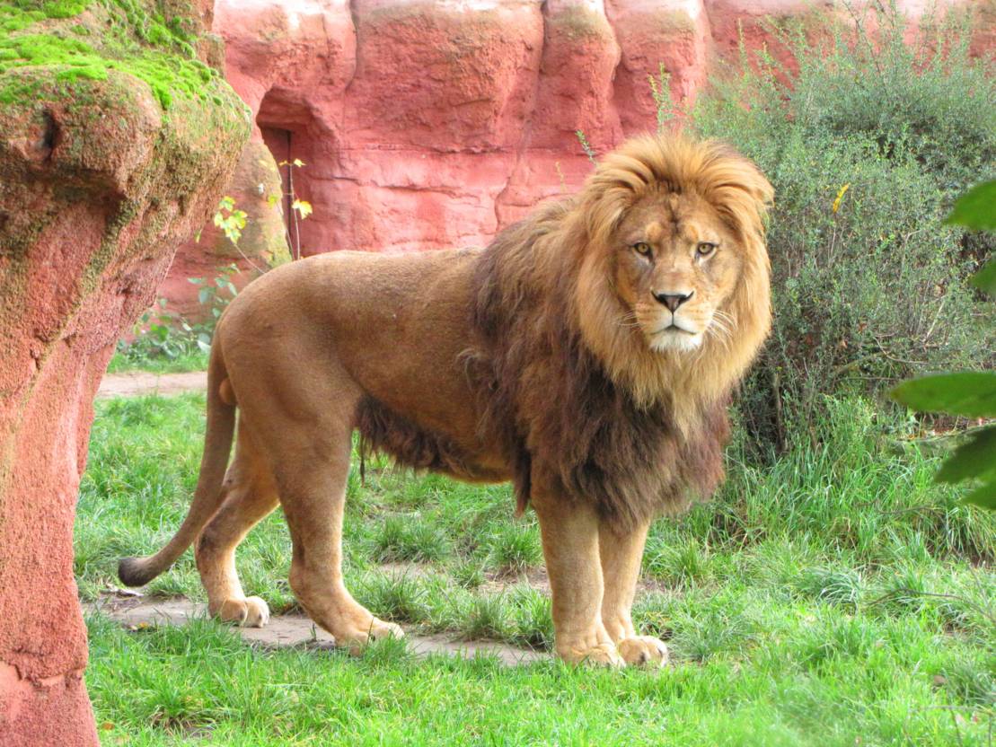 Das gilt für einen Besuch im Zoo Hannover // Eröffnung Christmas Garden ...